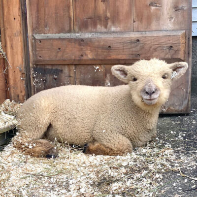 Johnson Woolen Mills Wool Hunting Pants - H.N. Williams